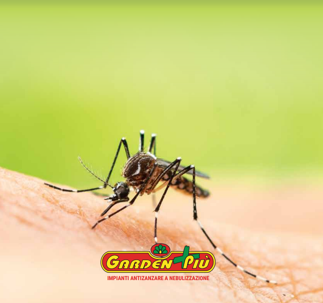 Guida Antizanzare: specie, malattie, prevenzione e soluzioni efficaci ...